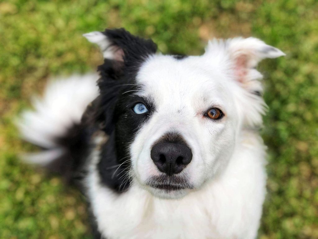 Dog Training Charleston - Chucktown Charley